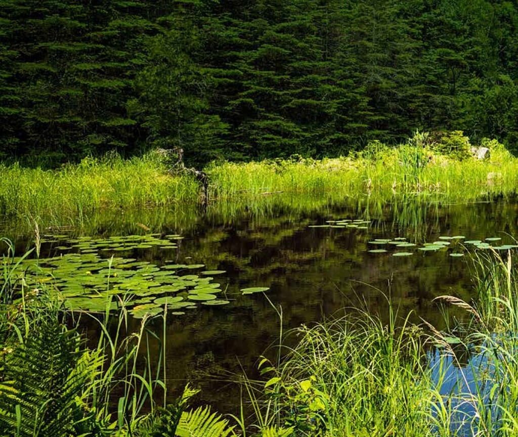 Getting Nature on the Balance Sheet - Natural Assets Initiative