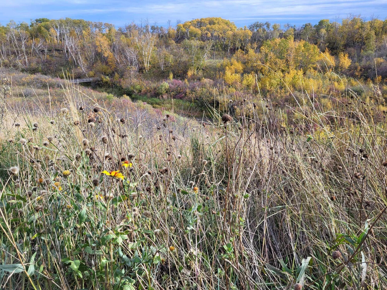 How planners can build better communities with nature - Natural Assets ...